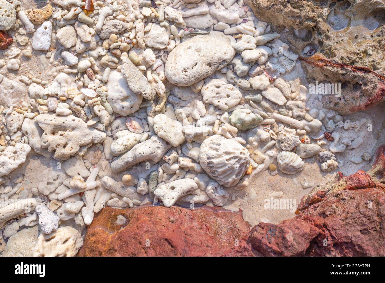 background of various petrified corals and shells on the seashore Stock ...