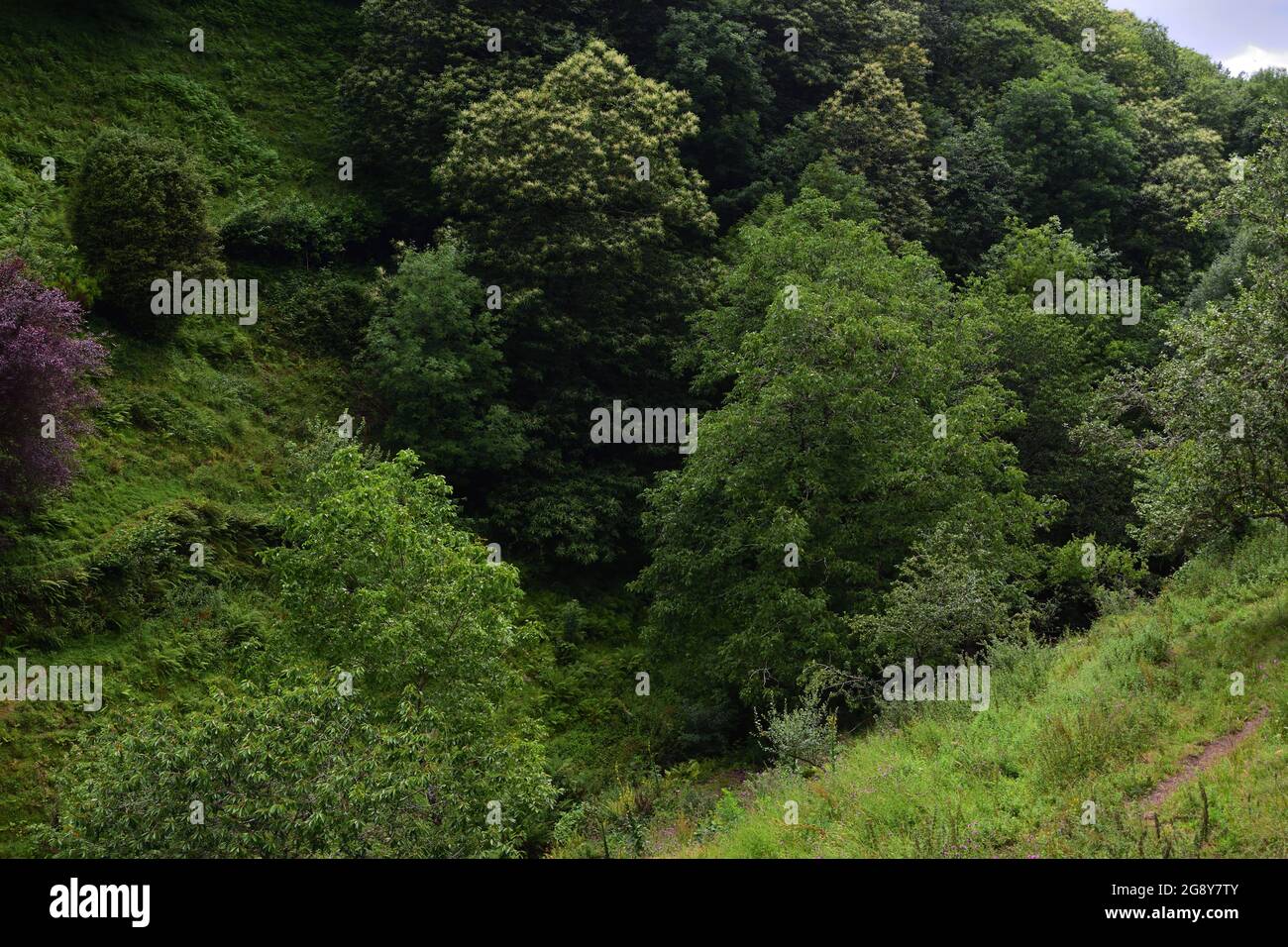 Galicia spain forrest hi-res stock photography and images - Alamy