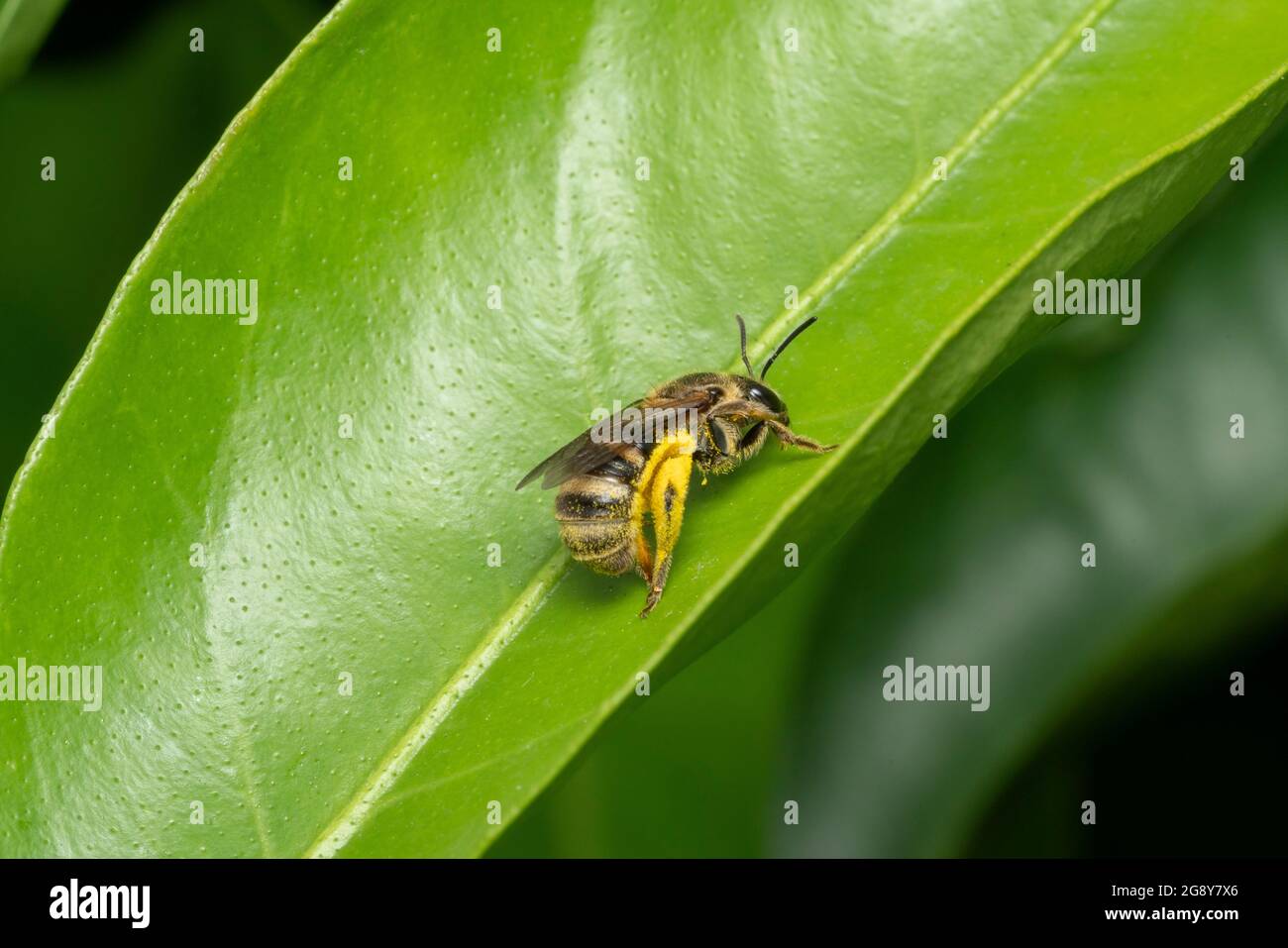 Hanabachi hi-res stock photography and images - Alamy