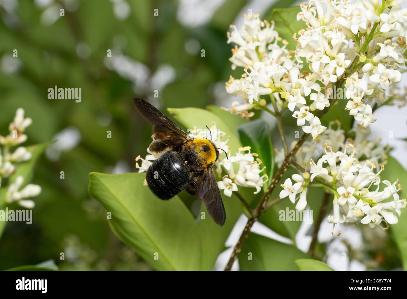 Carpenter bee (Xylocopa appendiculata) sucking Japanese privet ...