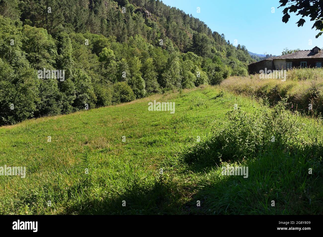 Galicia spain forrest hi-res stock photography and images - Alamy
