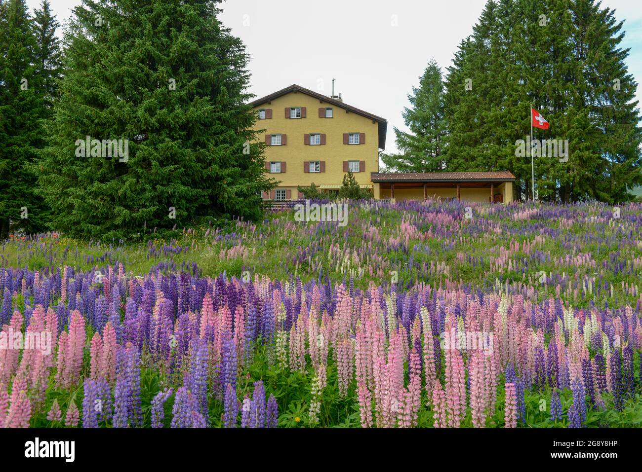 Swiss Flag In Front Of Swiss Alps High Resolution Stock Photography and ...
