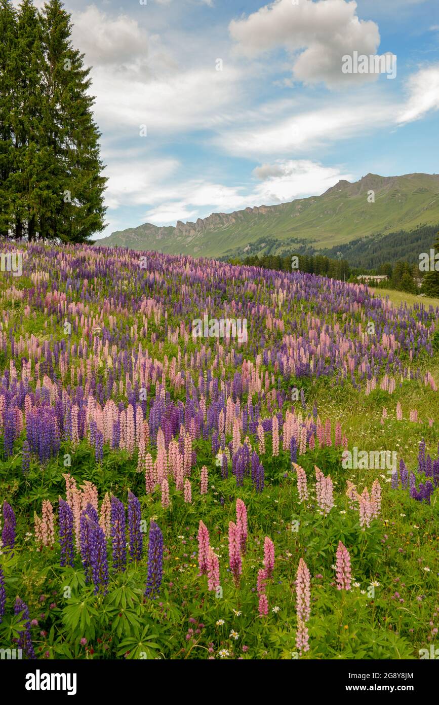 Lenzerheide valbella hi-res stock photography and images - Alamy