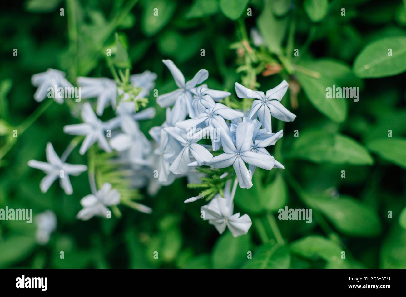 Jasminum grandiflorum hi-res stock photography and images - Alamy
