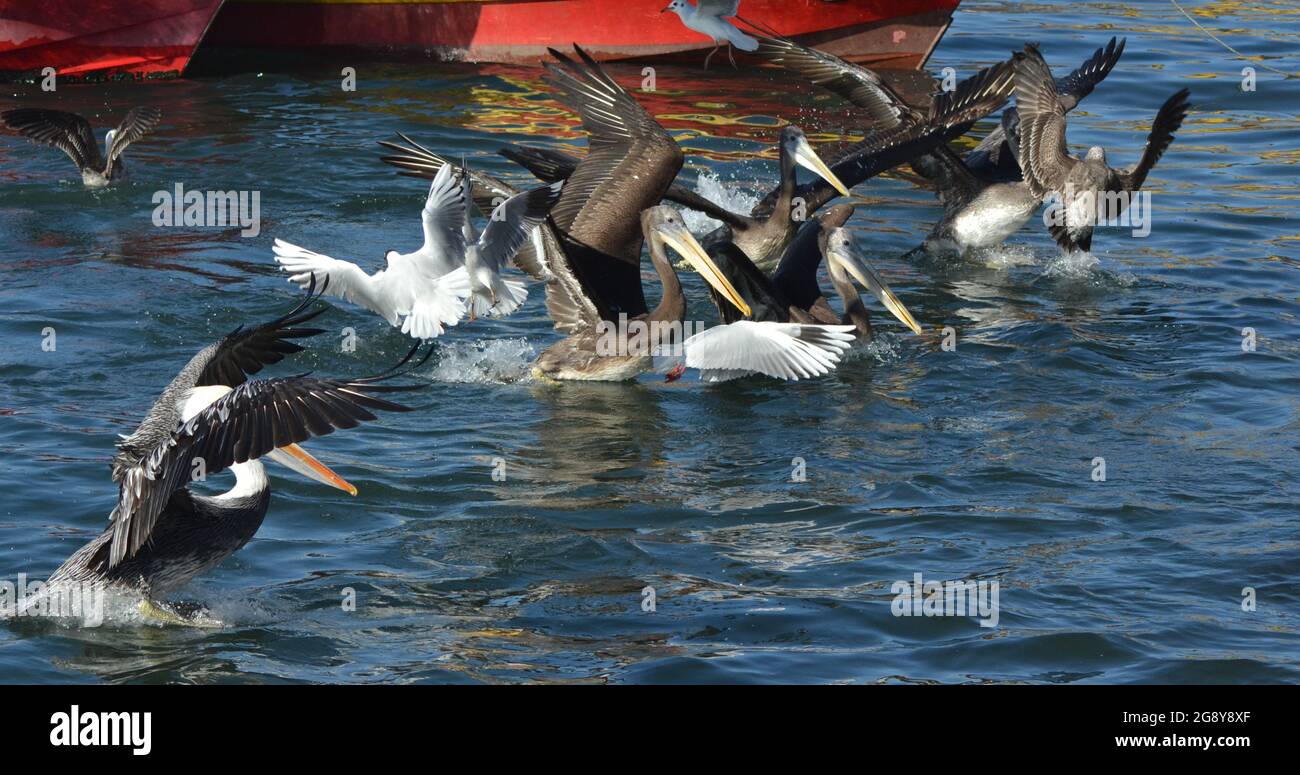 Selective focus of pelicans and seagulls on the surface of the sea ...