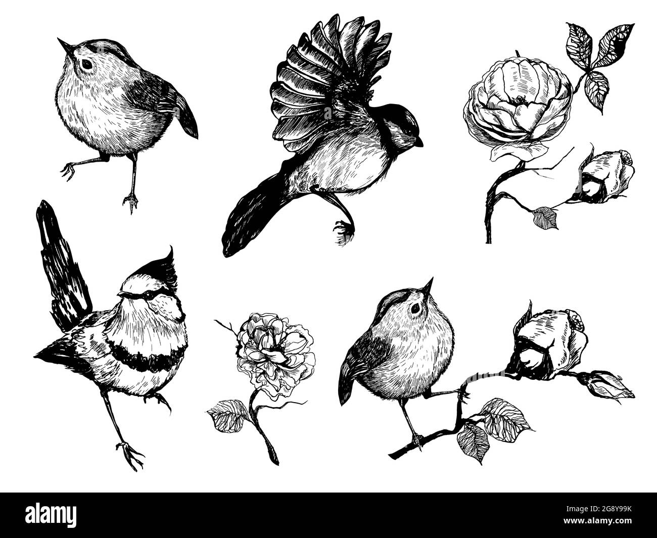 Set of hand drawn ink birds. Isolated black and white illustration ...