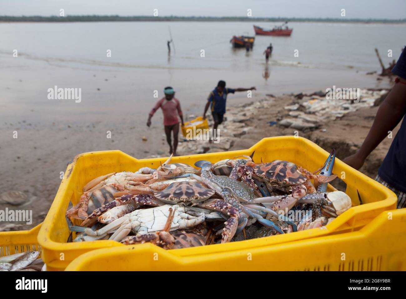 Fishing activities at Digha, a fishing port at West Bengal , India ...