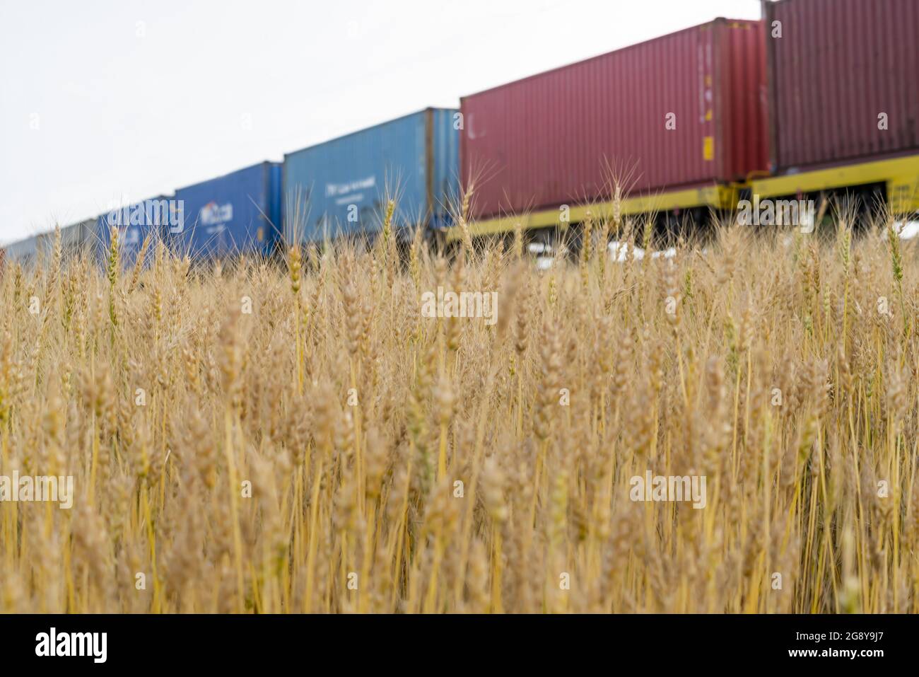 Freight train passing field of grain hi-res stock photography and ...