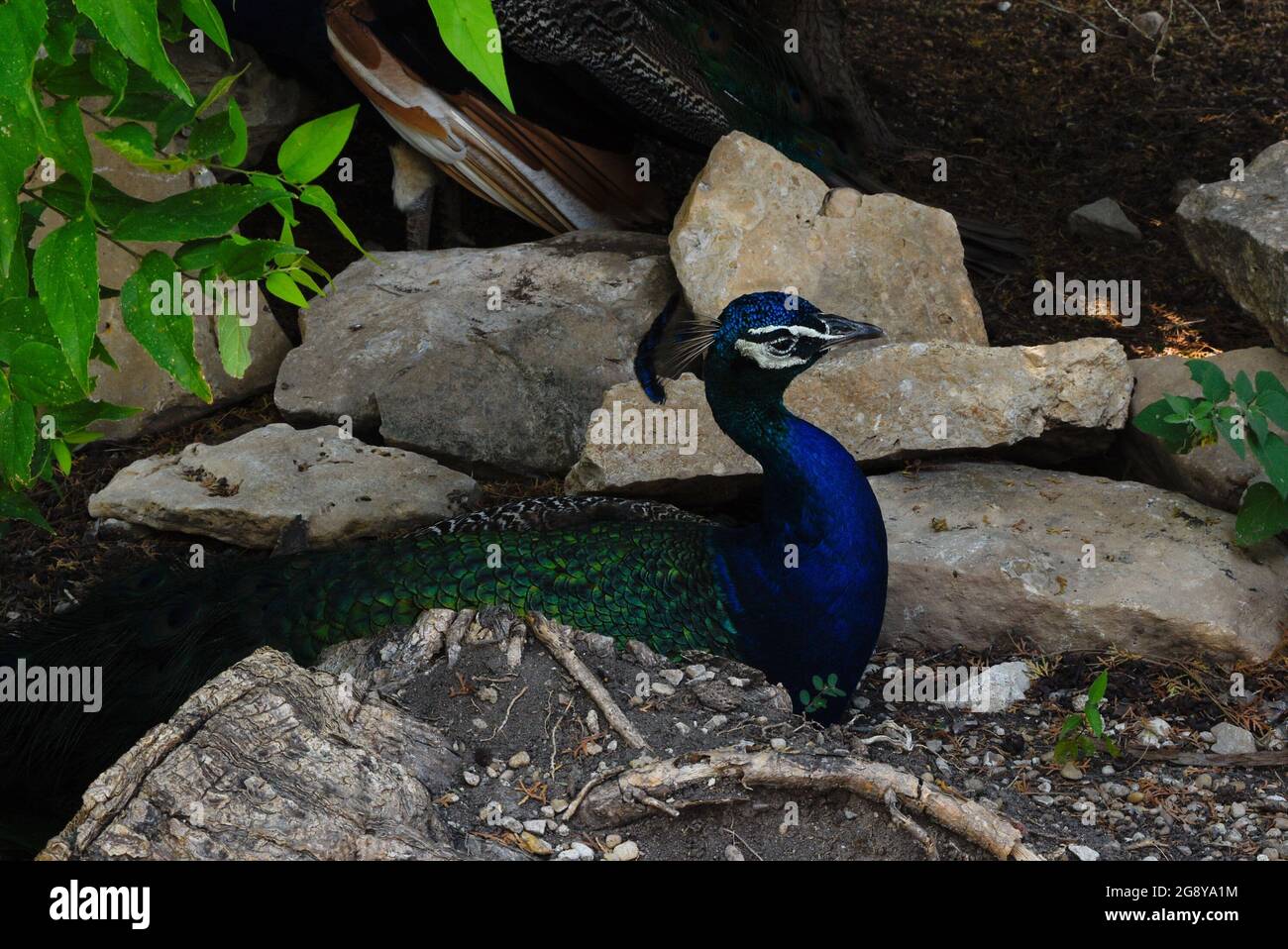 Proud as a peacock hi-res stock photography and images - Alamy