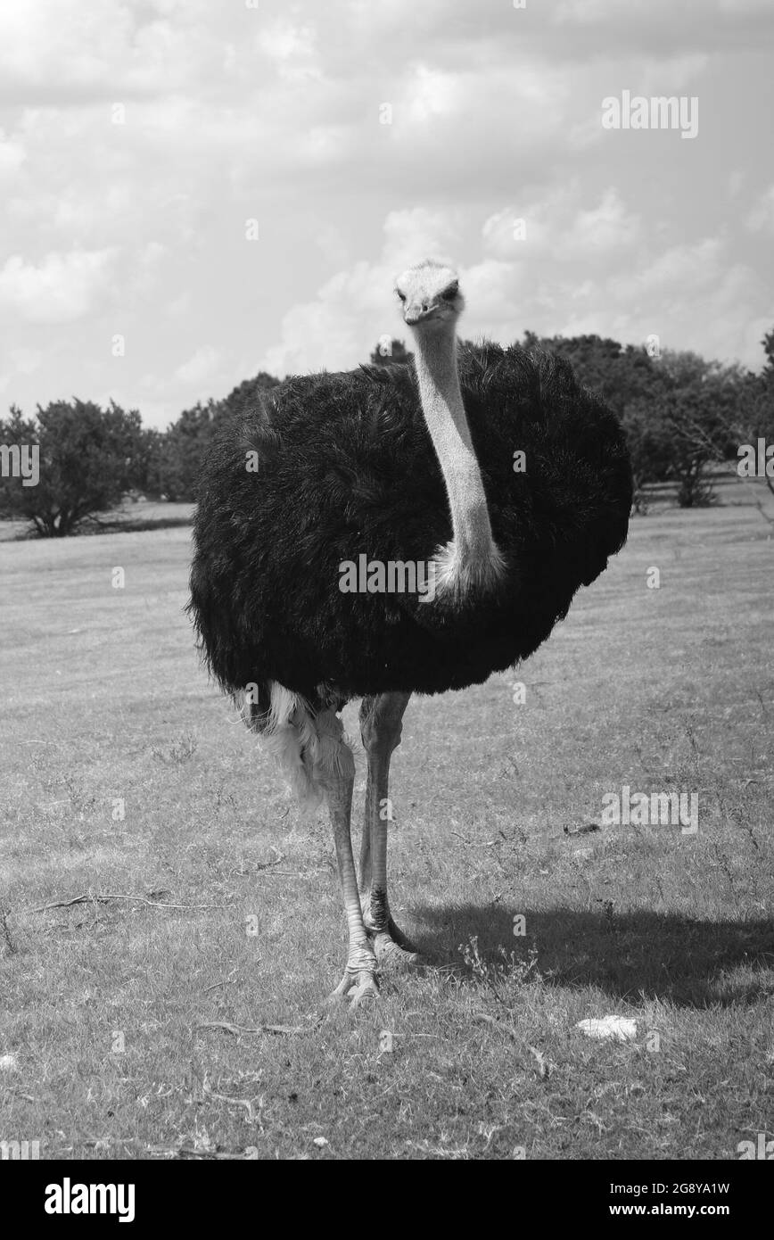 Two toed bird hi-res stock photography and images - Alamy