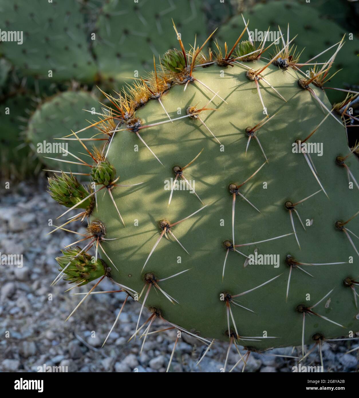 Prickly pear stem with details of spines and new growth Stock Photo - Alamy