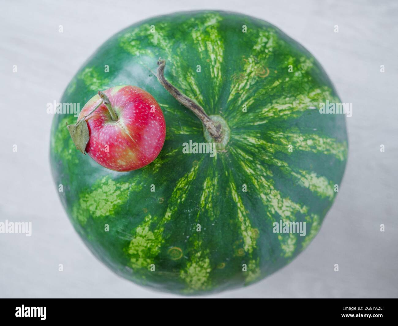 Small tiny red apple with a leaf on the top of a big watermelon ...
