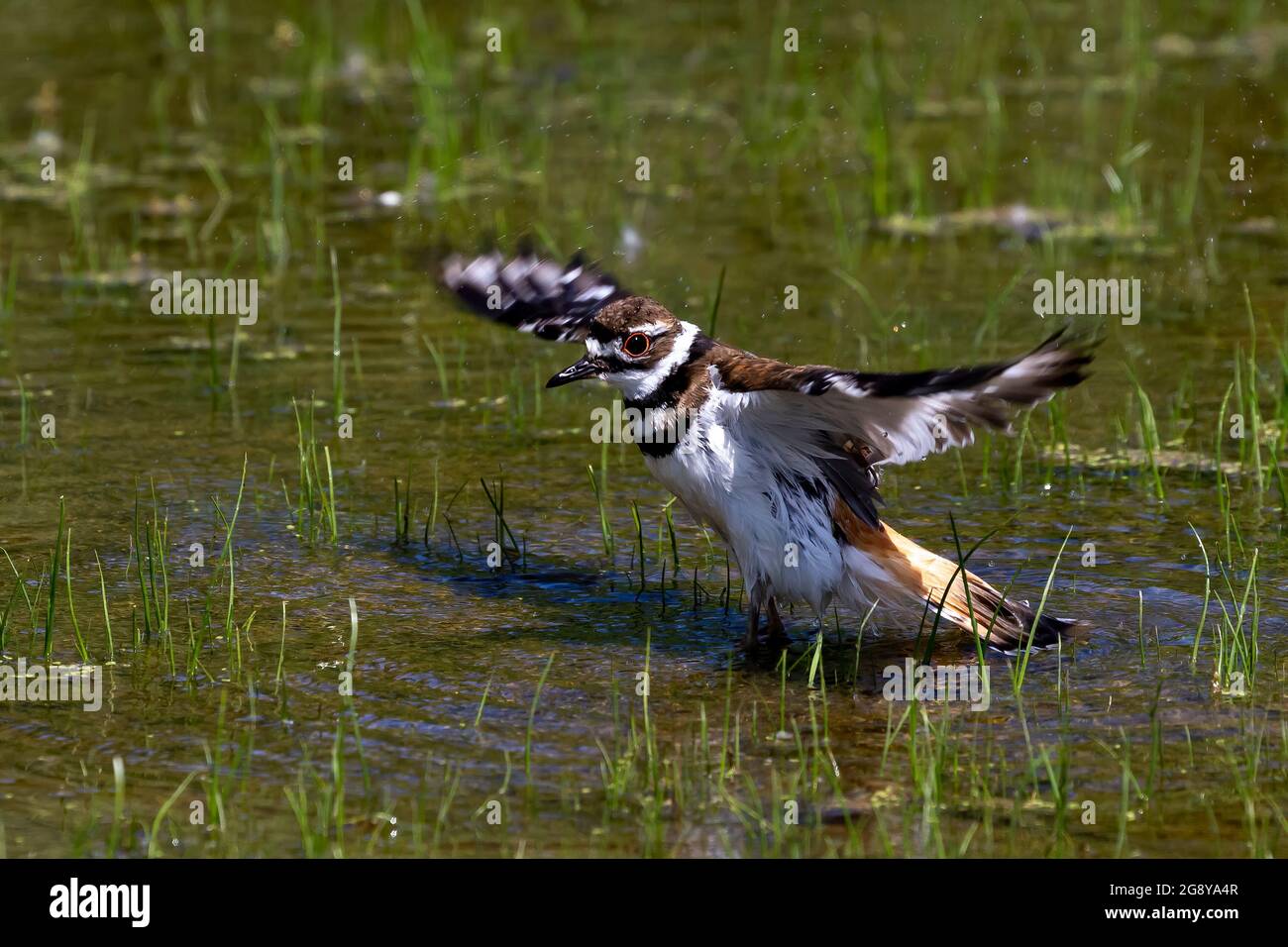 Female killdeer hi-res stock photography and images - Alamy