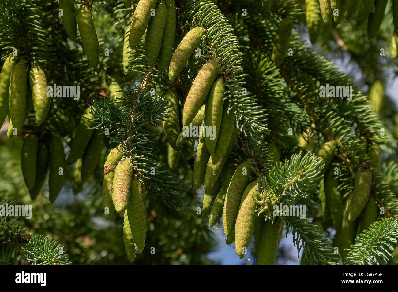 The white spruce cones ( Picea glauca ) , native in North America Stock ...