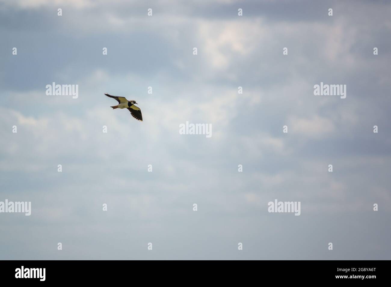 Full flight hi-res stock photography and images - Alamy