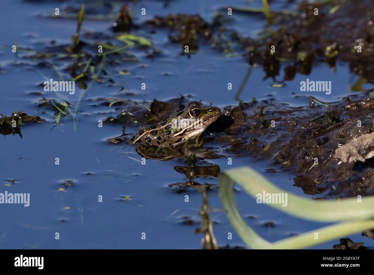 The northern leopard frog is a native North American animal. It is the ...