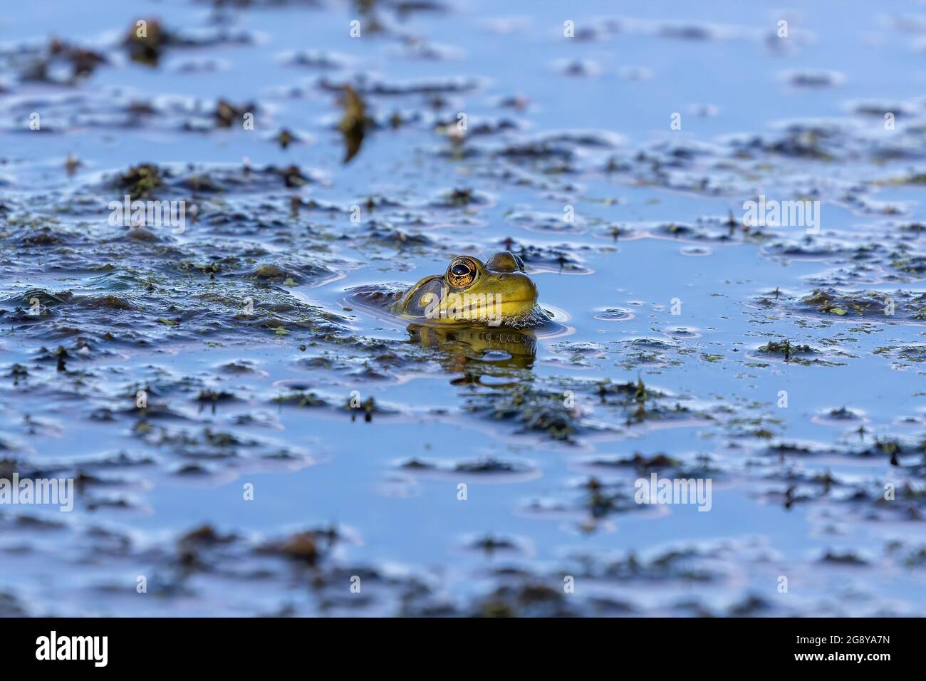 The green frog (Lithobates clamitans ) is a species of frog native to ...