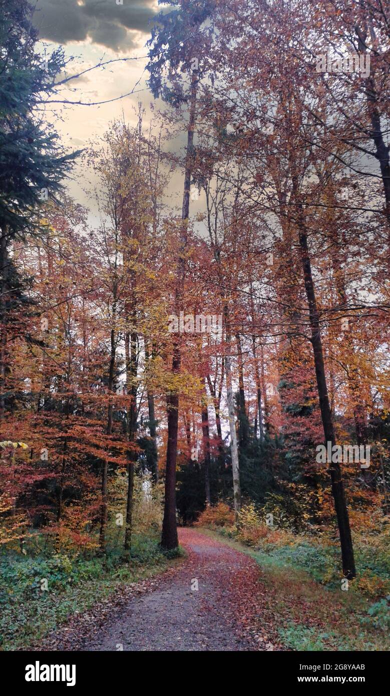 Vertical shot of a narrow pathway in the middle of a forest in autumn ...