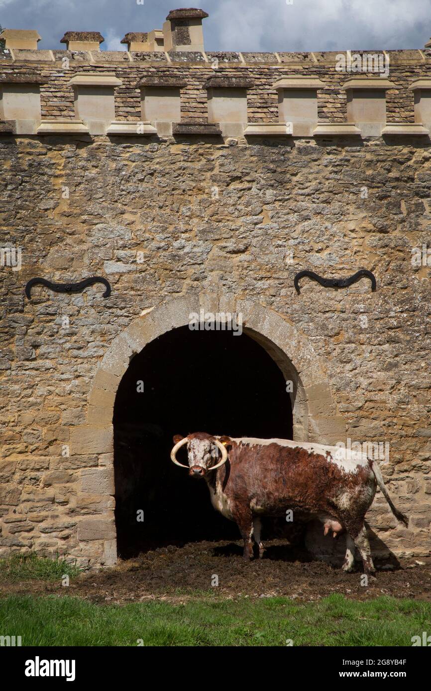 English longhorn cattle outside stone cow shed ay Rousham House ...