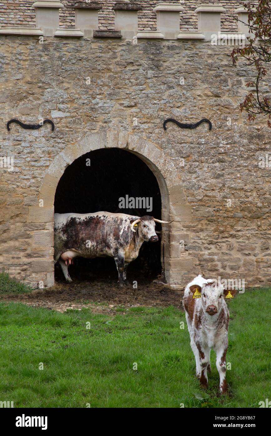 English longhorn cattle outside stone cow shed ay Rousham House ...