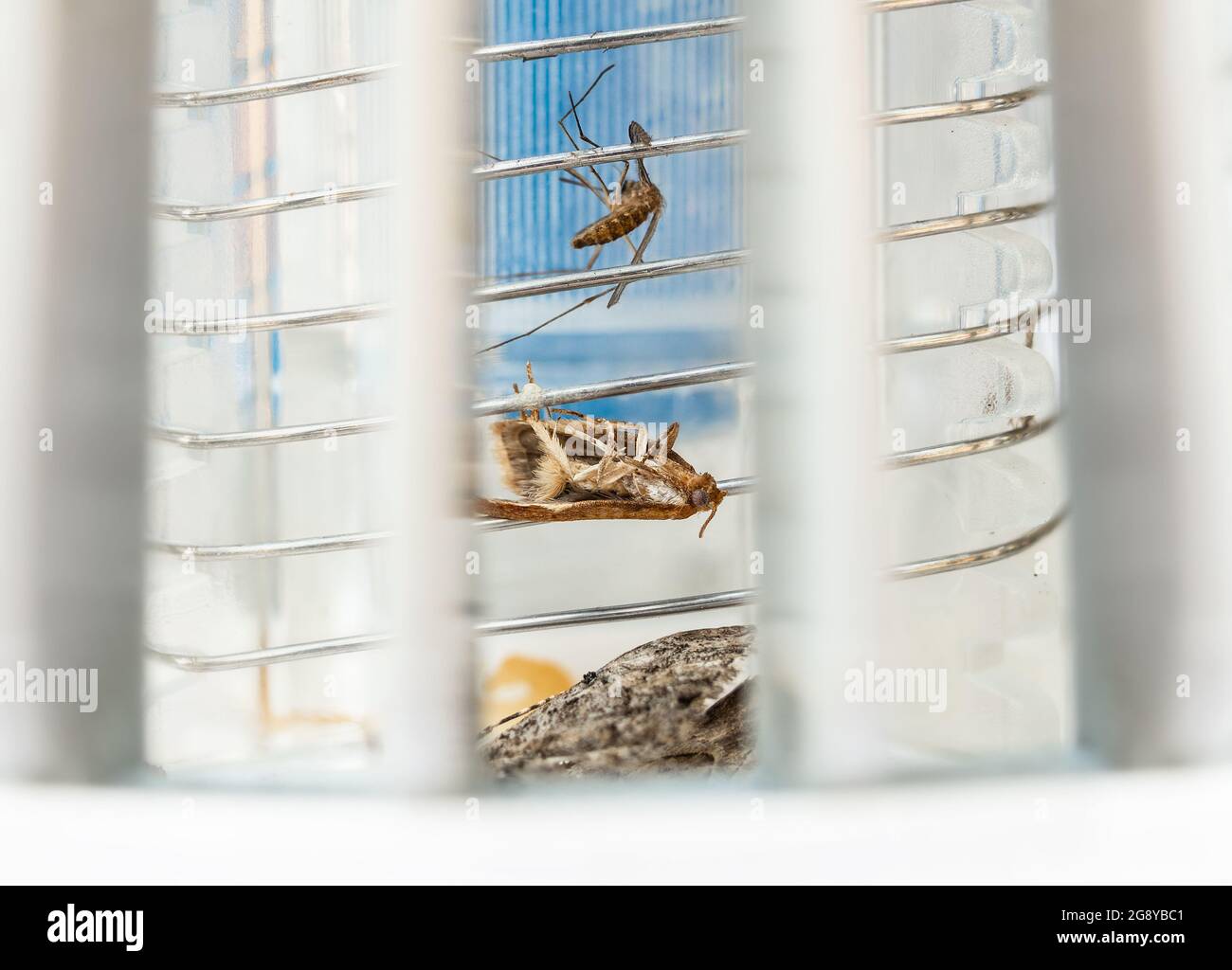 Dead insects in electric bug zapper or mosquito killer, closeup. A moth ...