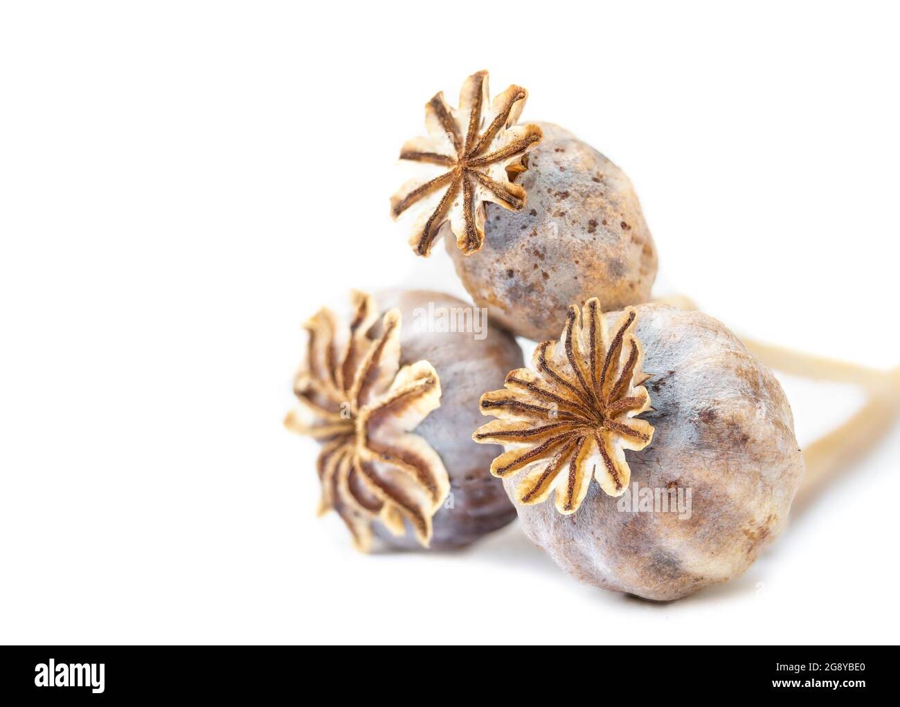 Dried opium poppy pods, macro. Also known as Papaver somniferum ...