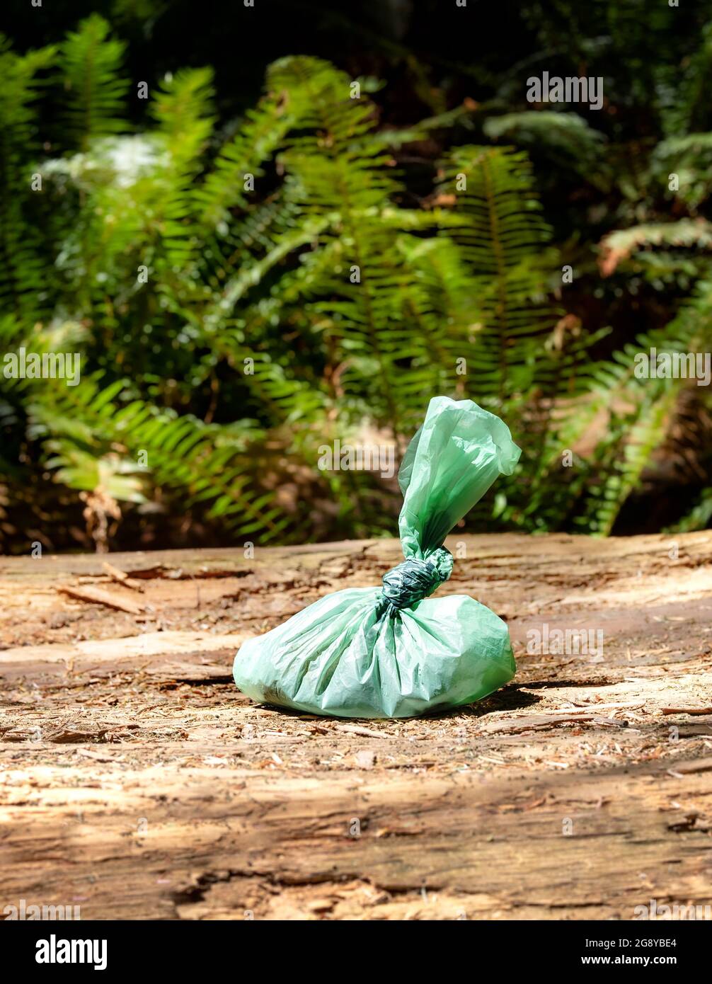 Dog poop in doggy bag left on trail. Green dog bag on tree trunk in ...