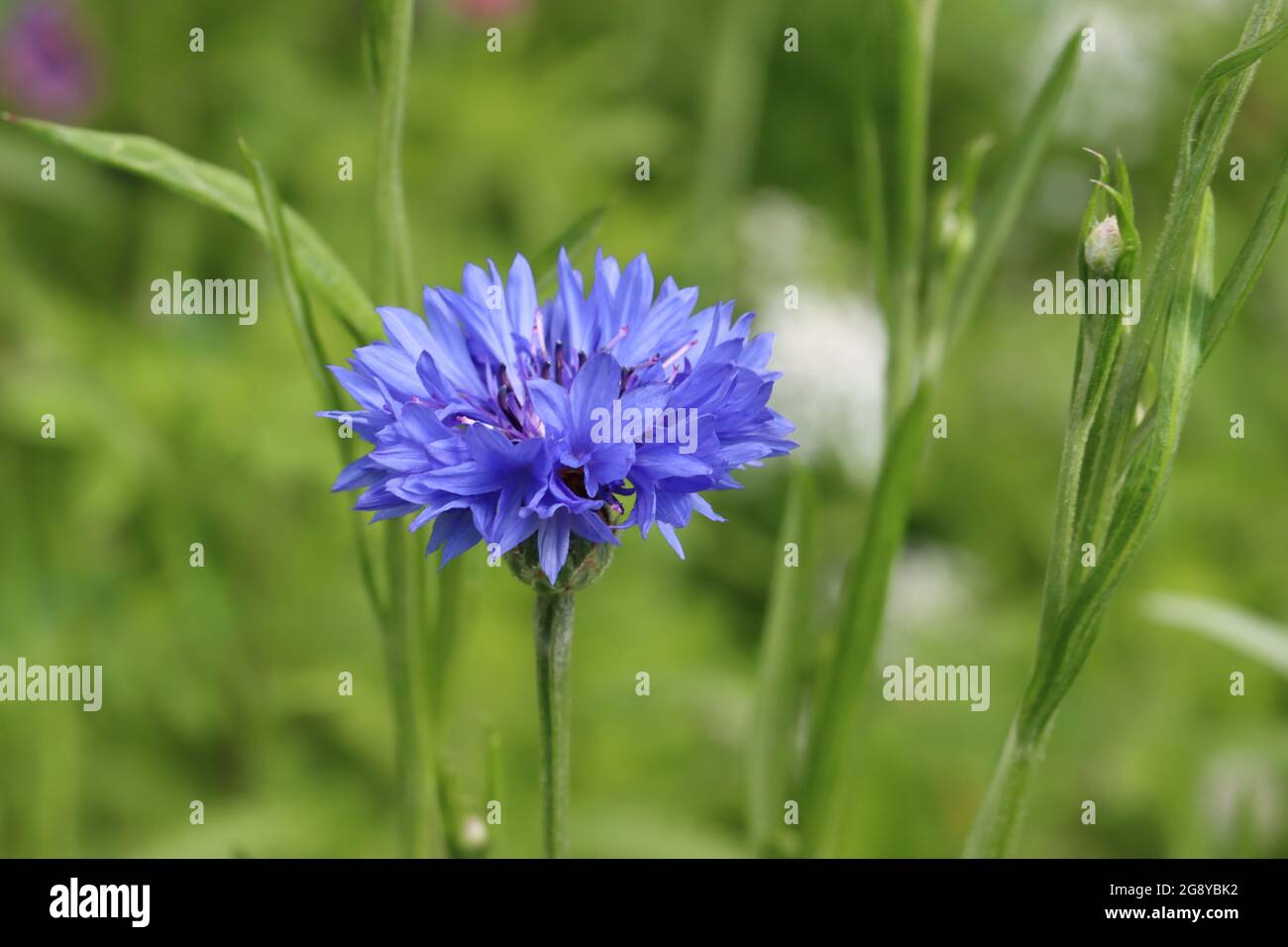 Dried cornflower hi-res stock photography and images - Alamy