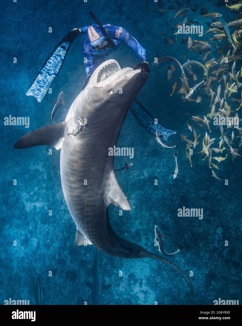 He got up close and personal with the shark. MOOREA, FRENCH POLYNESIA ...