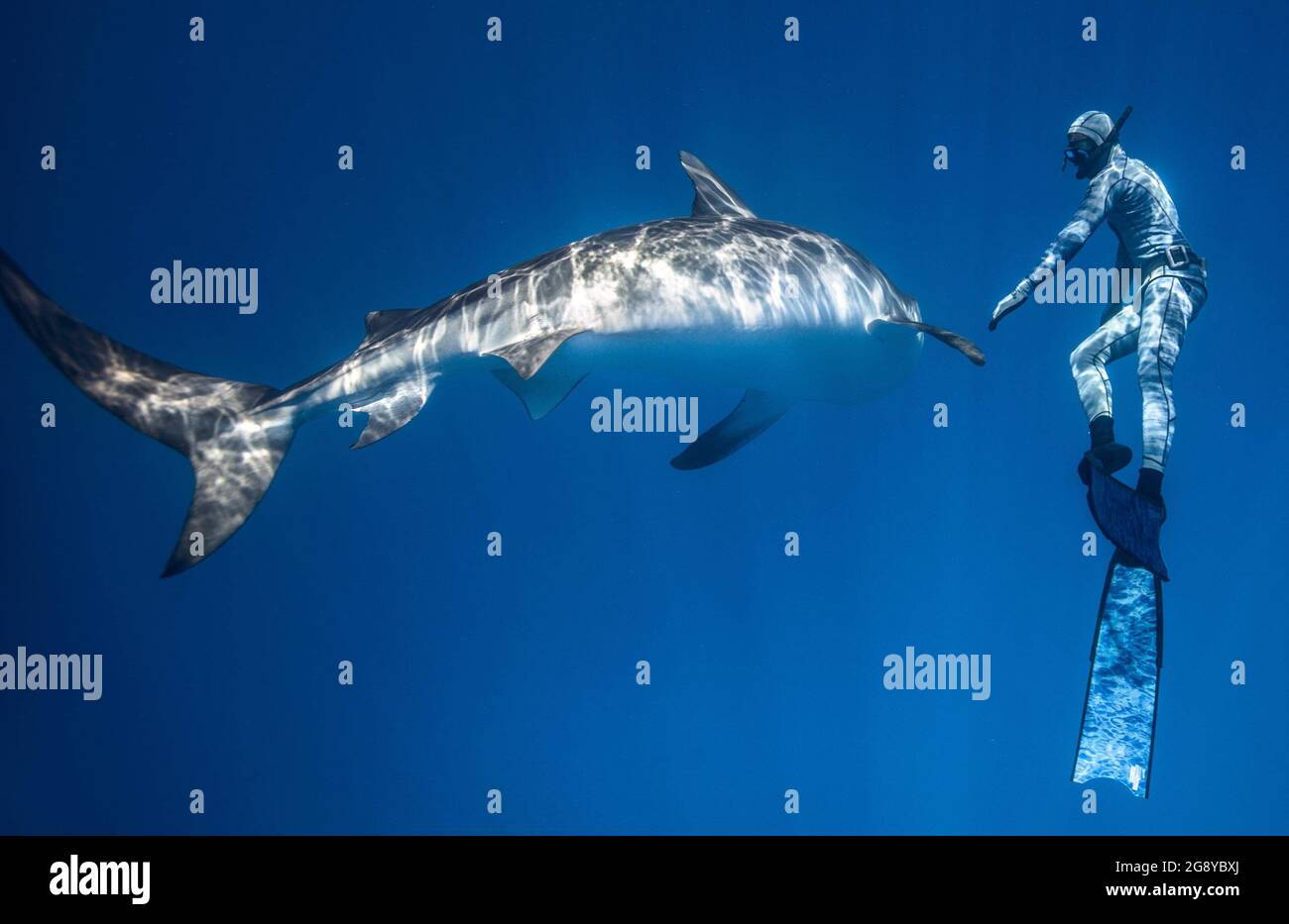 He maintained a calm demeanour even when inches away from the shark ...