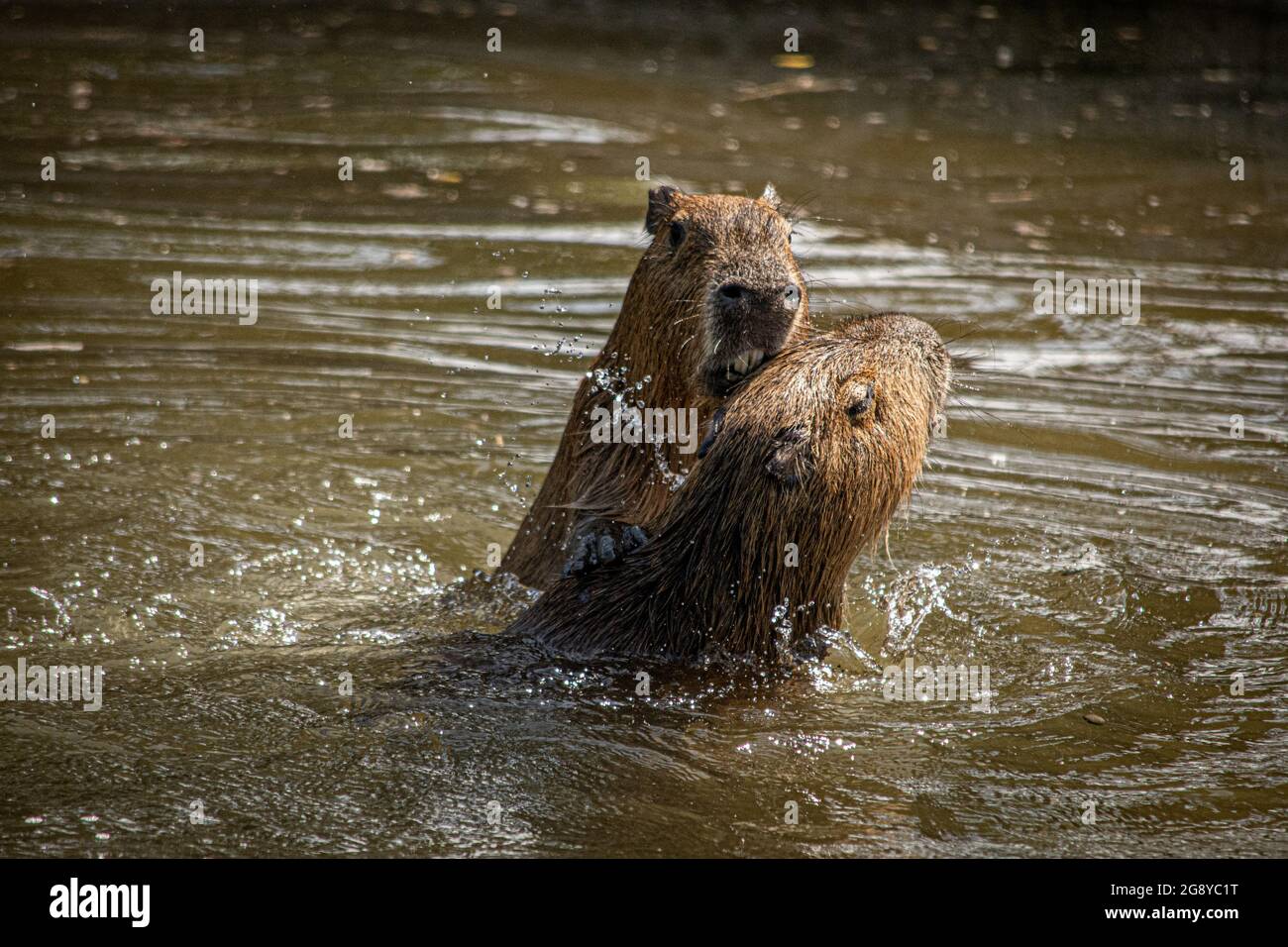 Animals, Blackpool Zoo Stock Photo - Alamy
