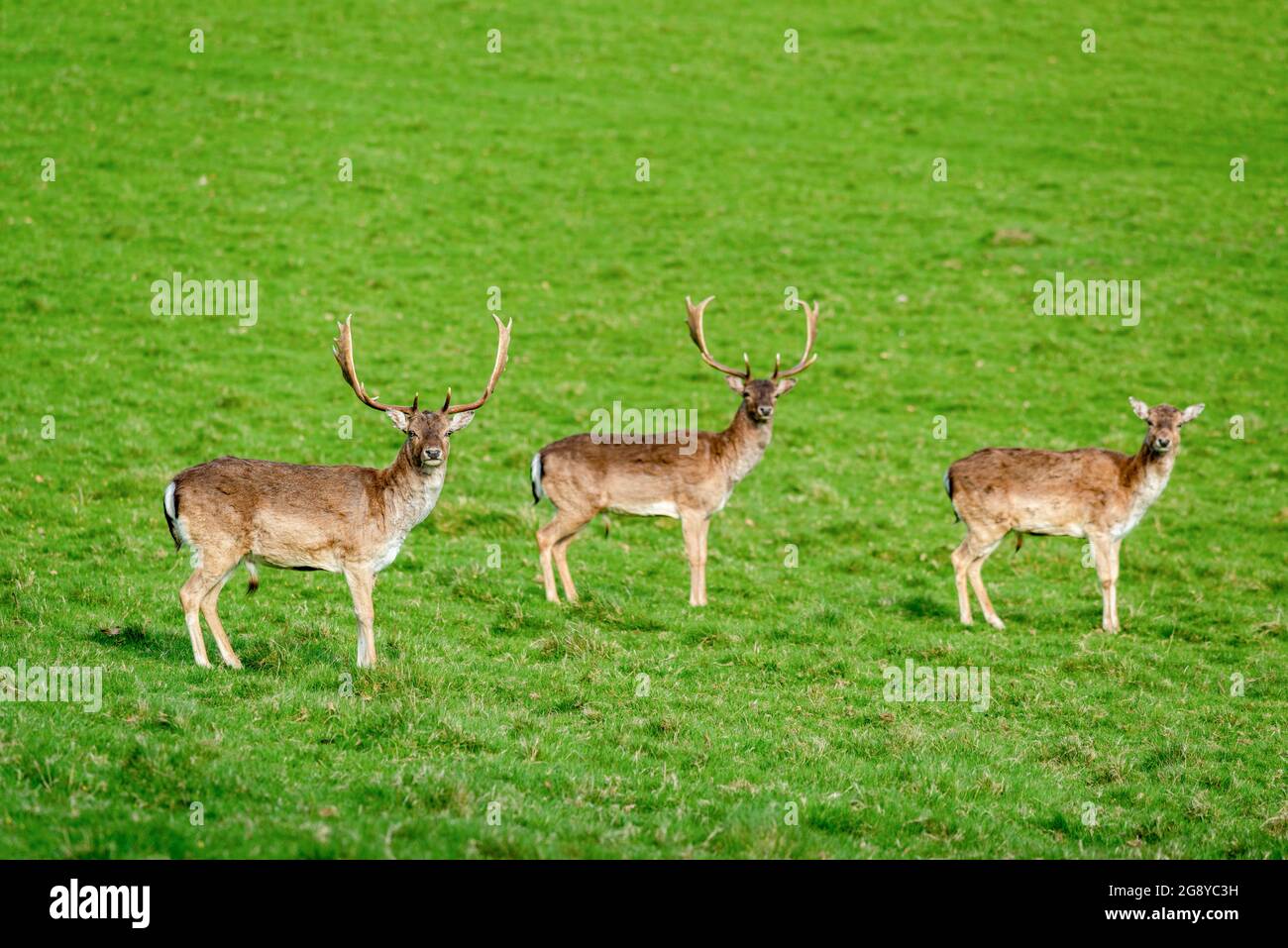 Fallow deer herd Stock Photo - Alamy