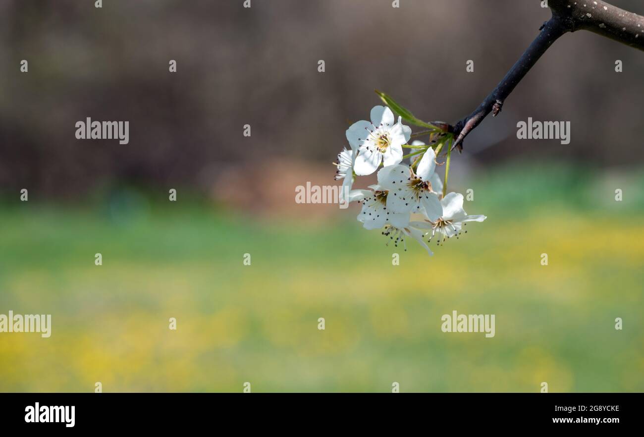 Ornamental pear tree hi-res stock photography and images - Alamy