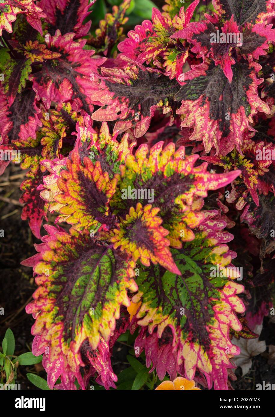 multi-colored coleus plants Stock Photo - Alamy