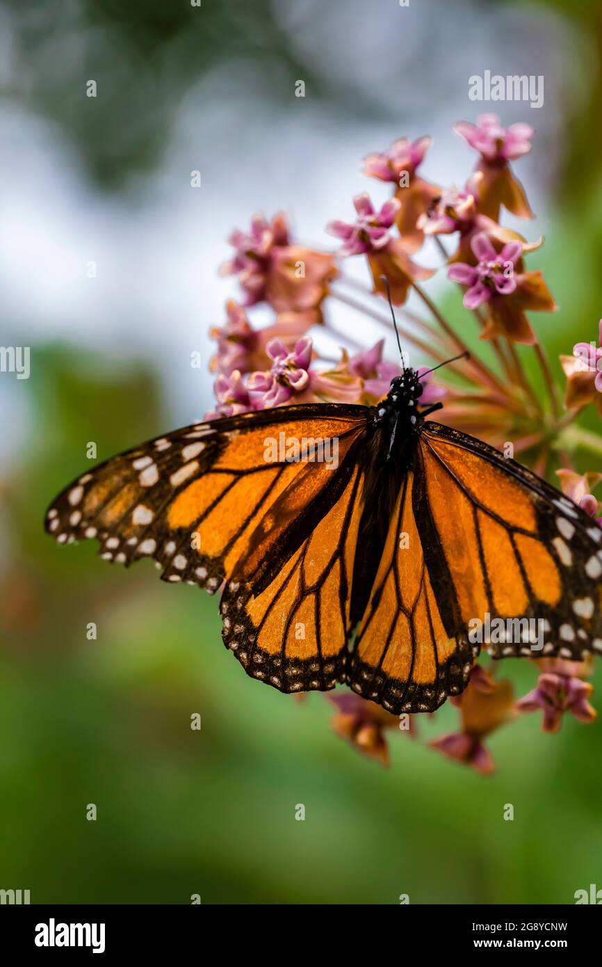 Monarch Butterfly, Danaus plexippus, on Common Milkweed, Asclepias ...
