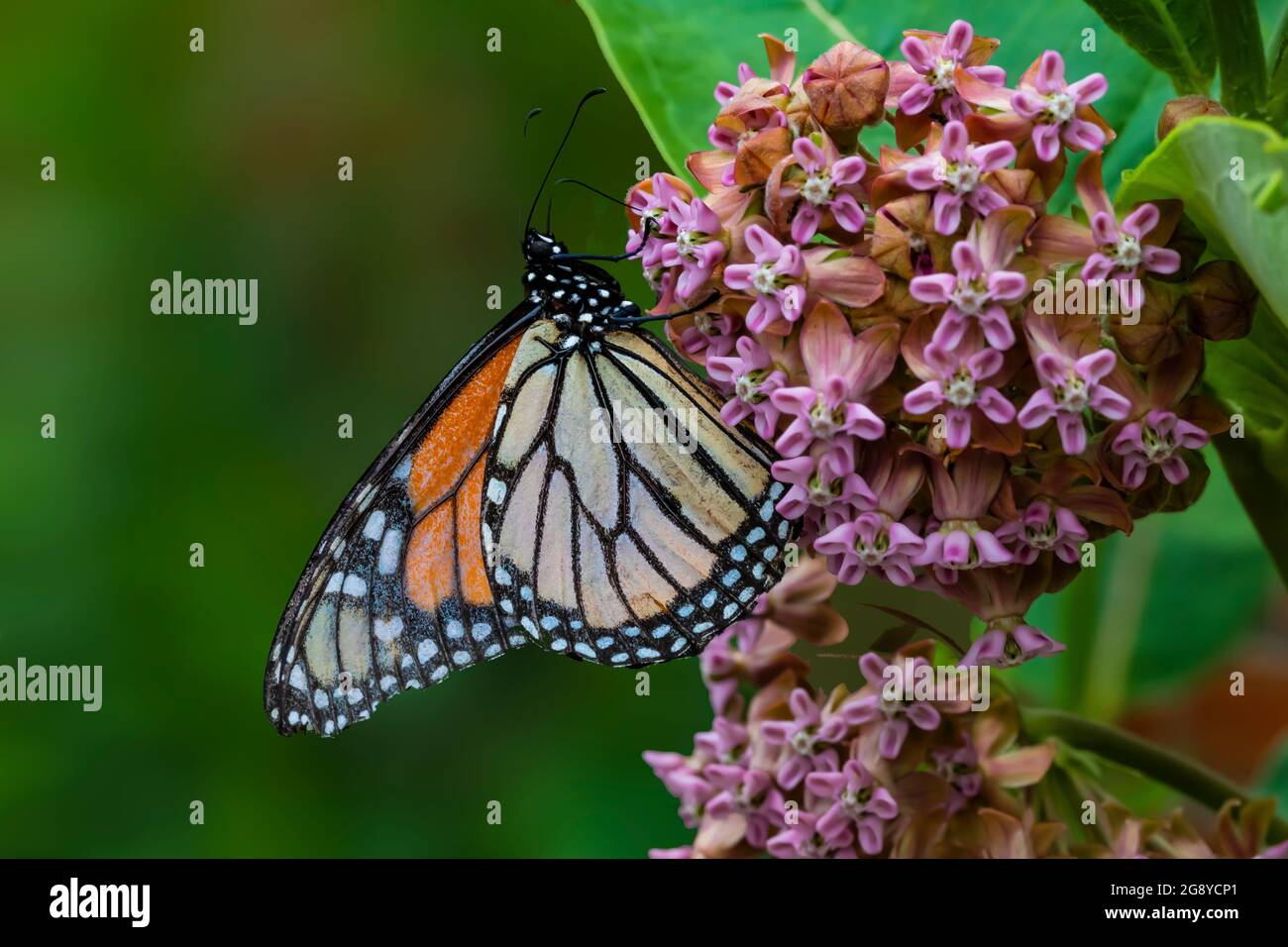 Monarch butterflies migration michigan hi-res stock photography and ...