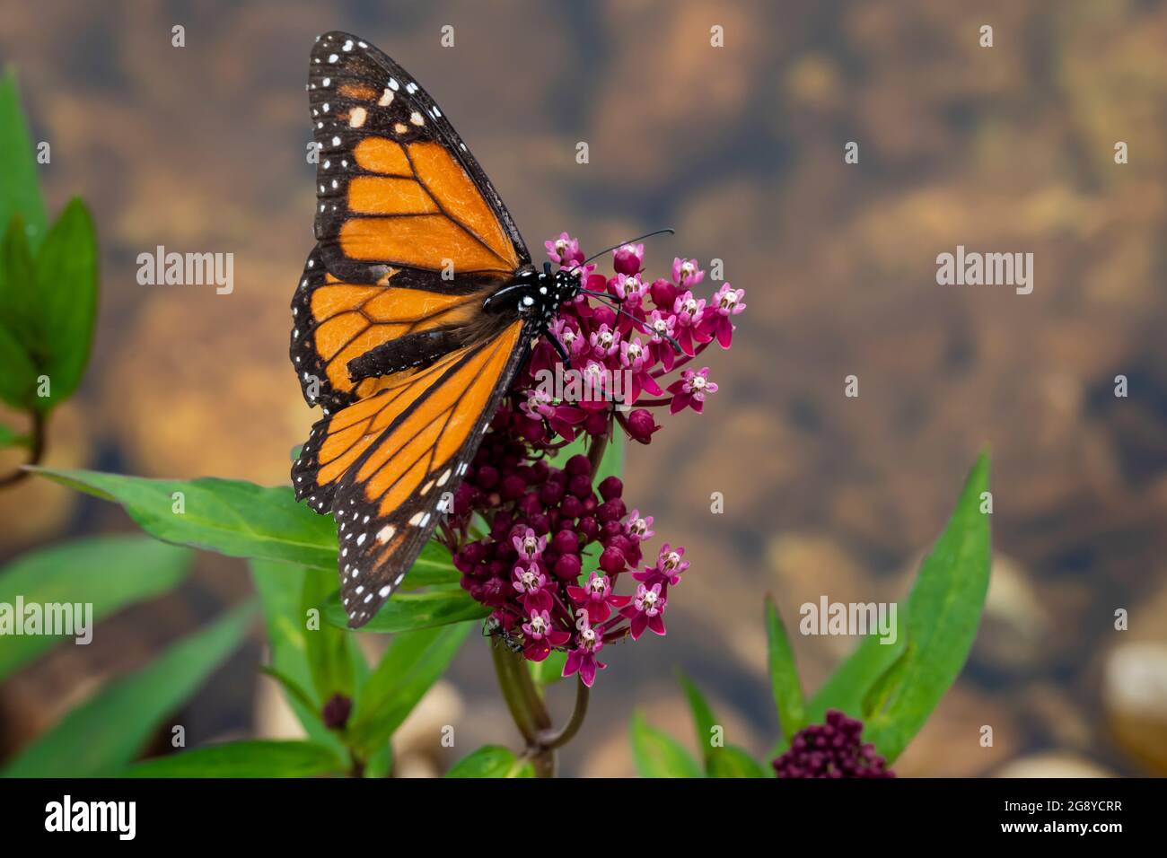 Monarch Butterfly, Danaus plexippus, on Swamp Milkweed, Asclepias ...