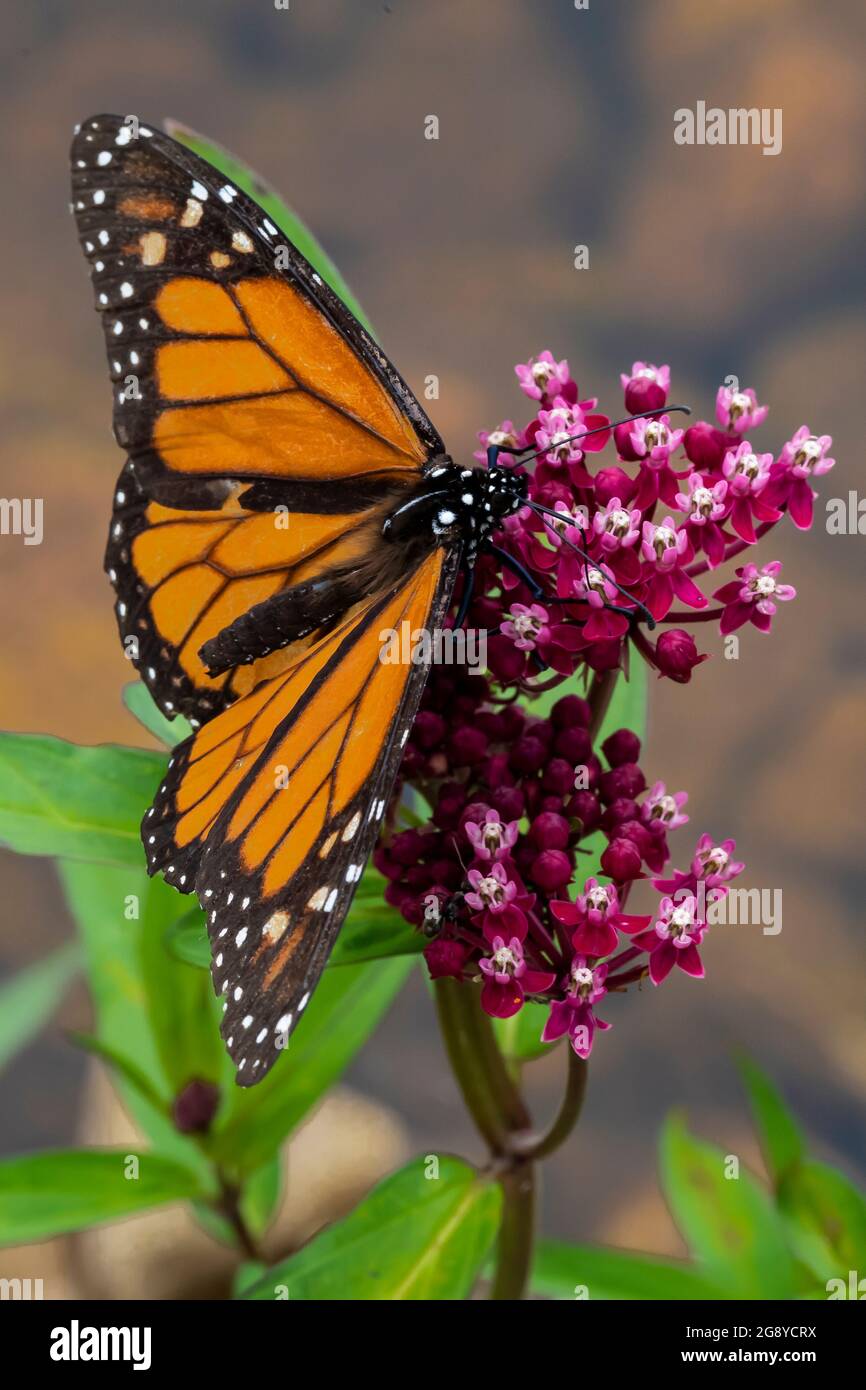 Monarch Butterfly, Danaus plexippus, on Swamp Milkweed, Asclepias ...