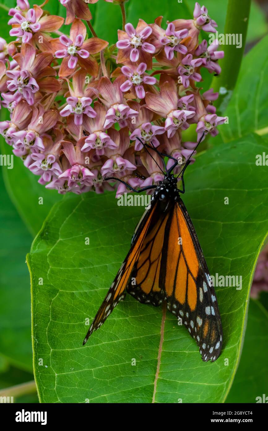 Monarch Butterfly, Danaus plexippus, on Common Milkweed, Asclepias ...