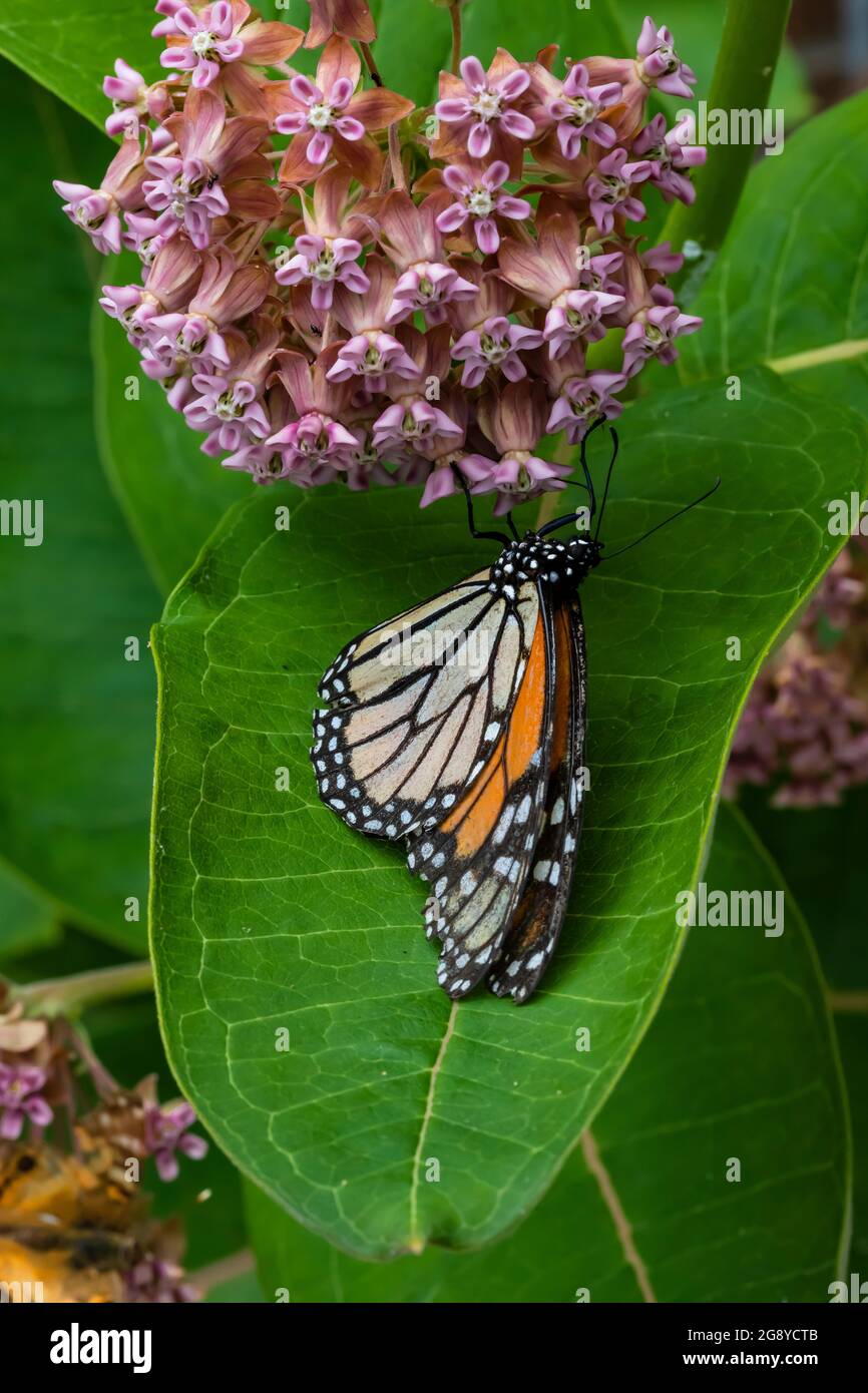 Monarch Butterfly, Danaus plexippus, on Common Milkweed, Asclepias ...