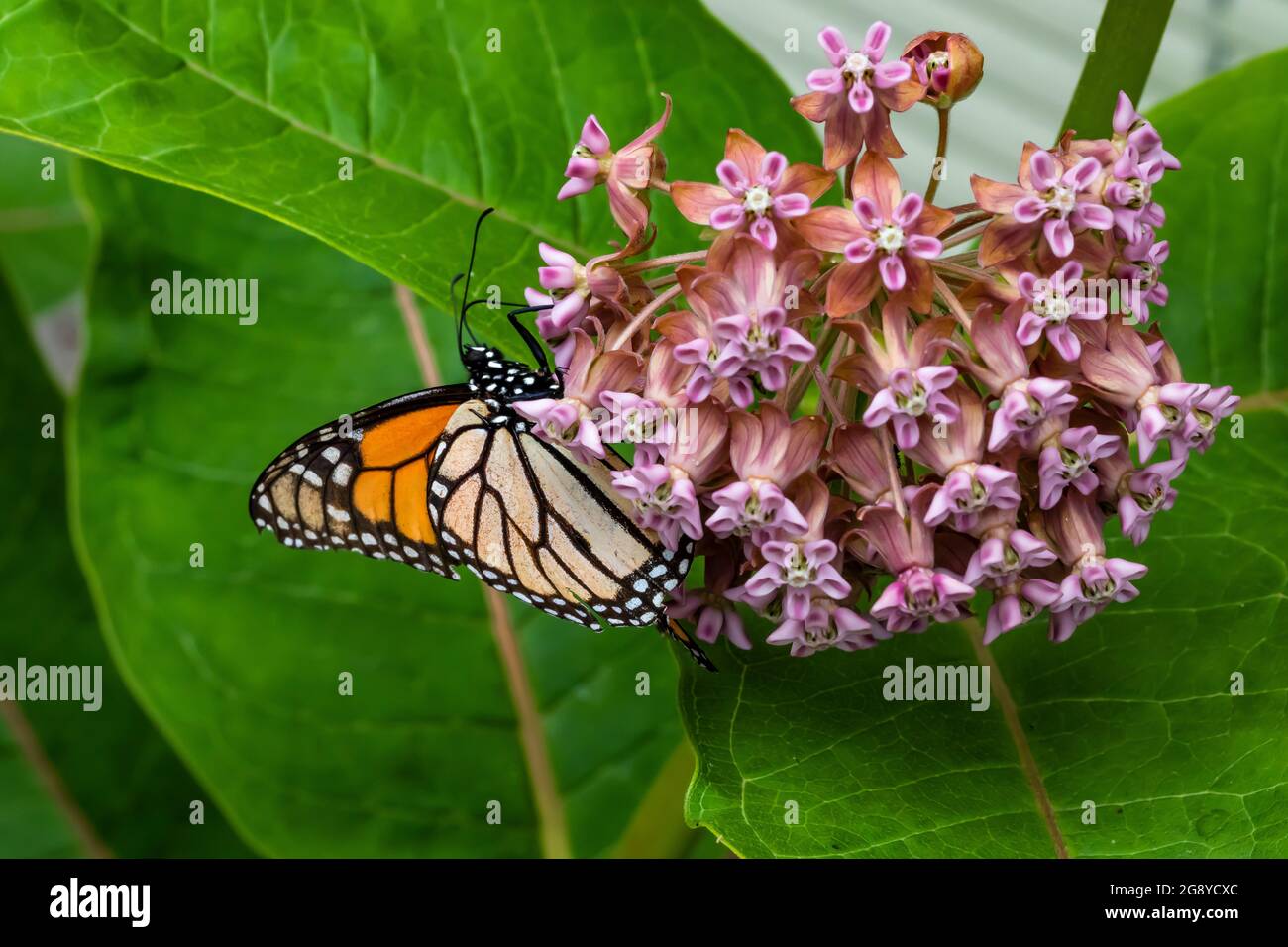 Monarch Butterfly, Danaus plexippus, on Common Milkweed, Asclepias ...