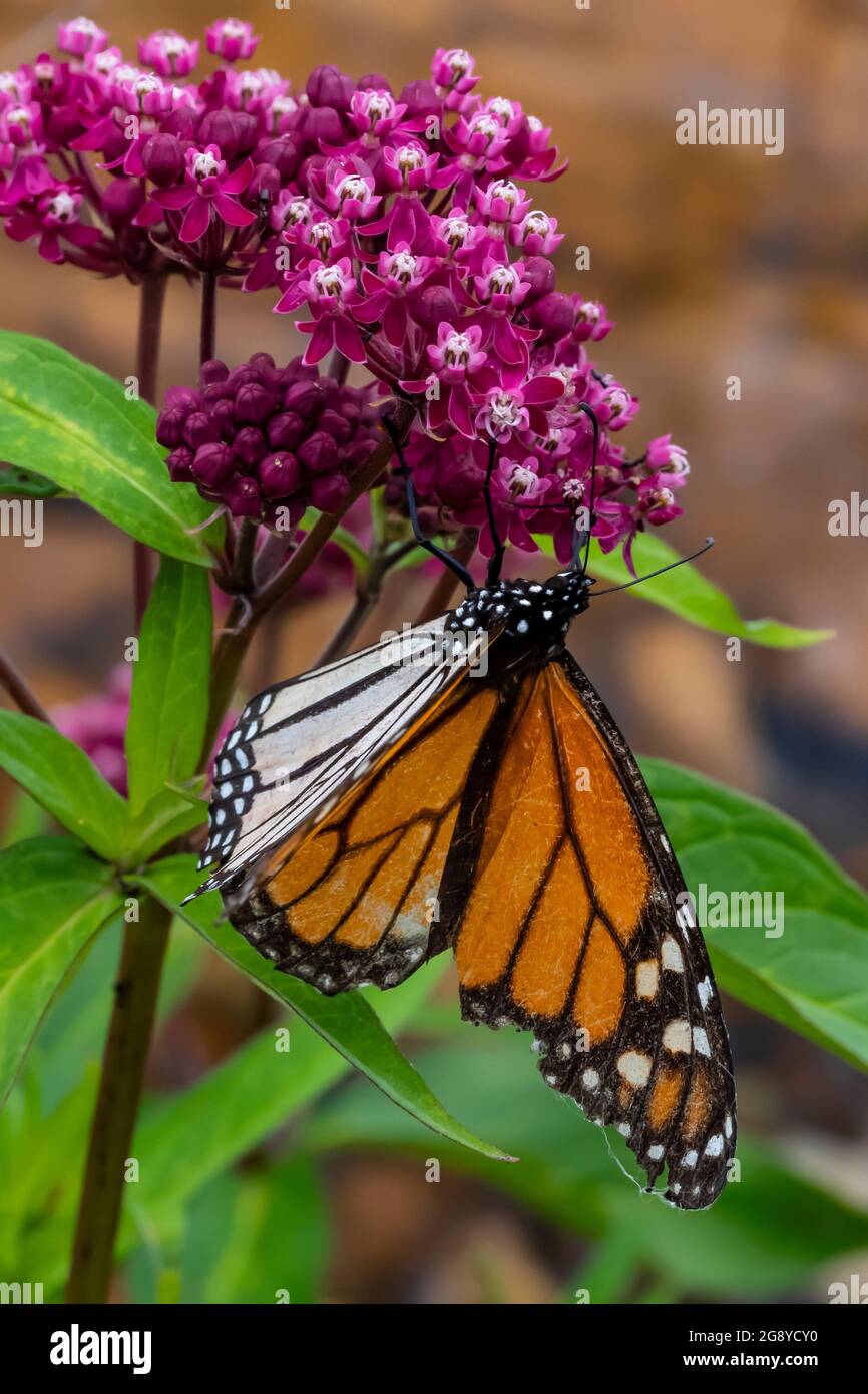 Monarch Butterfly, Danaus plexippus, on Swamp Milkweed, Asclepias ...