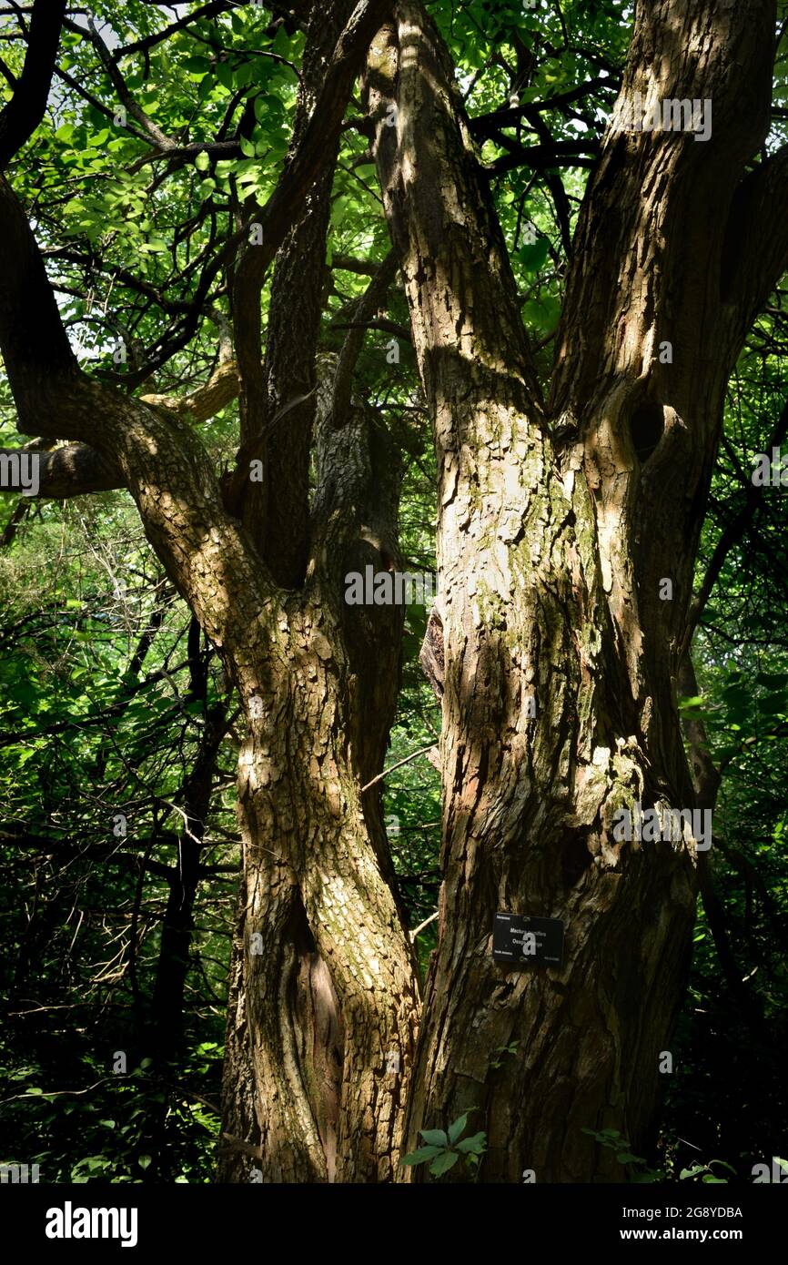 tree trunk in the forest with sunlight on it Stock Photo - Alamy