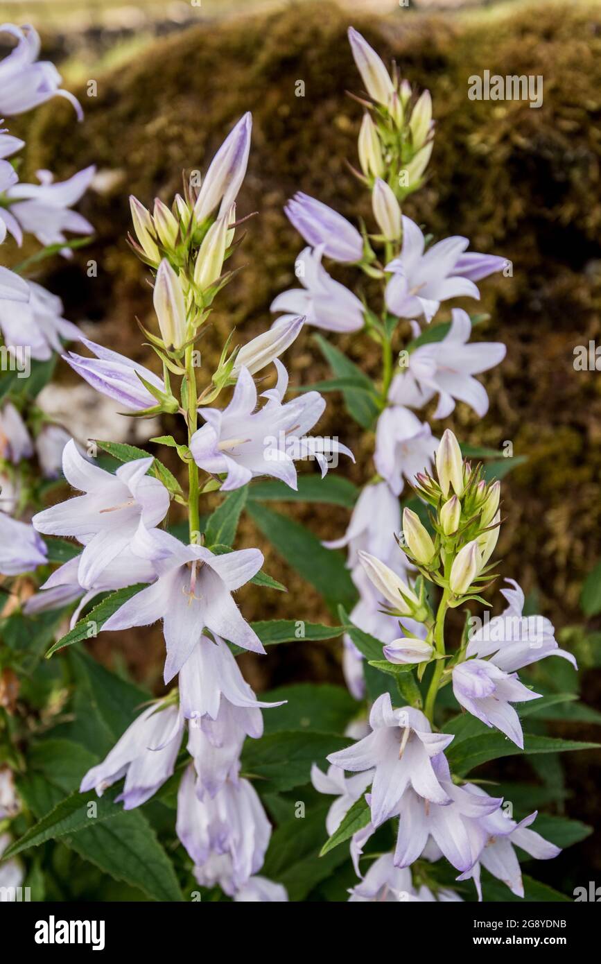 Malhamdale wildflower hi-res stock photography and images - Alamy