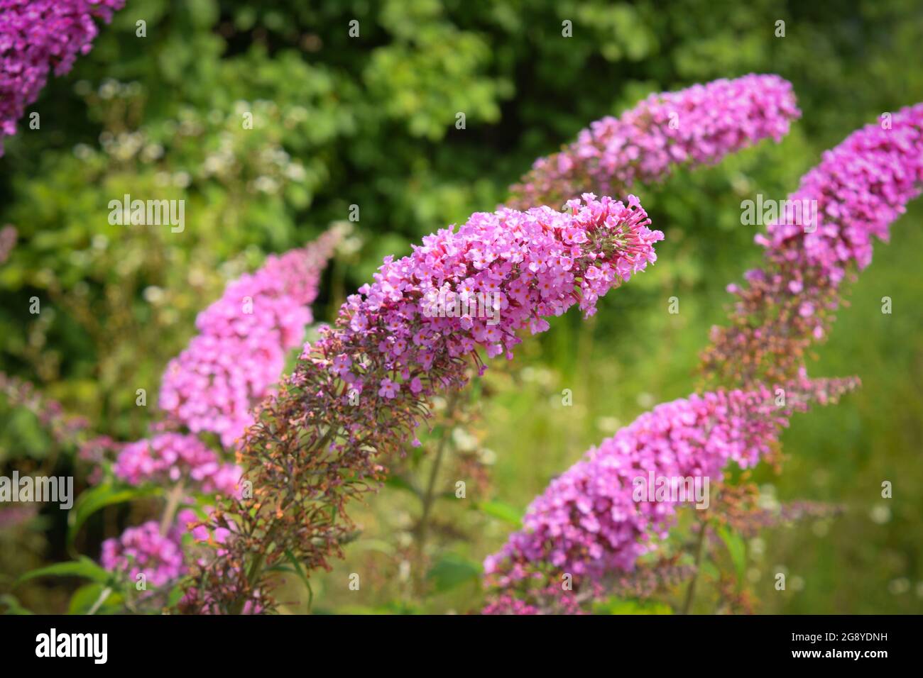 Butterfly bush with pink blooms Stock Photo - Alamy