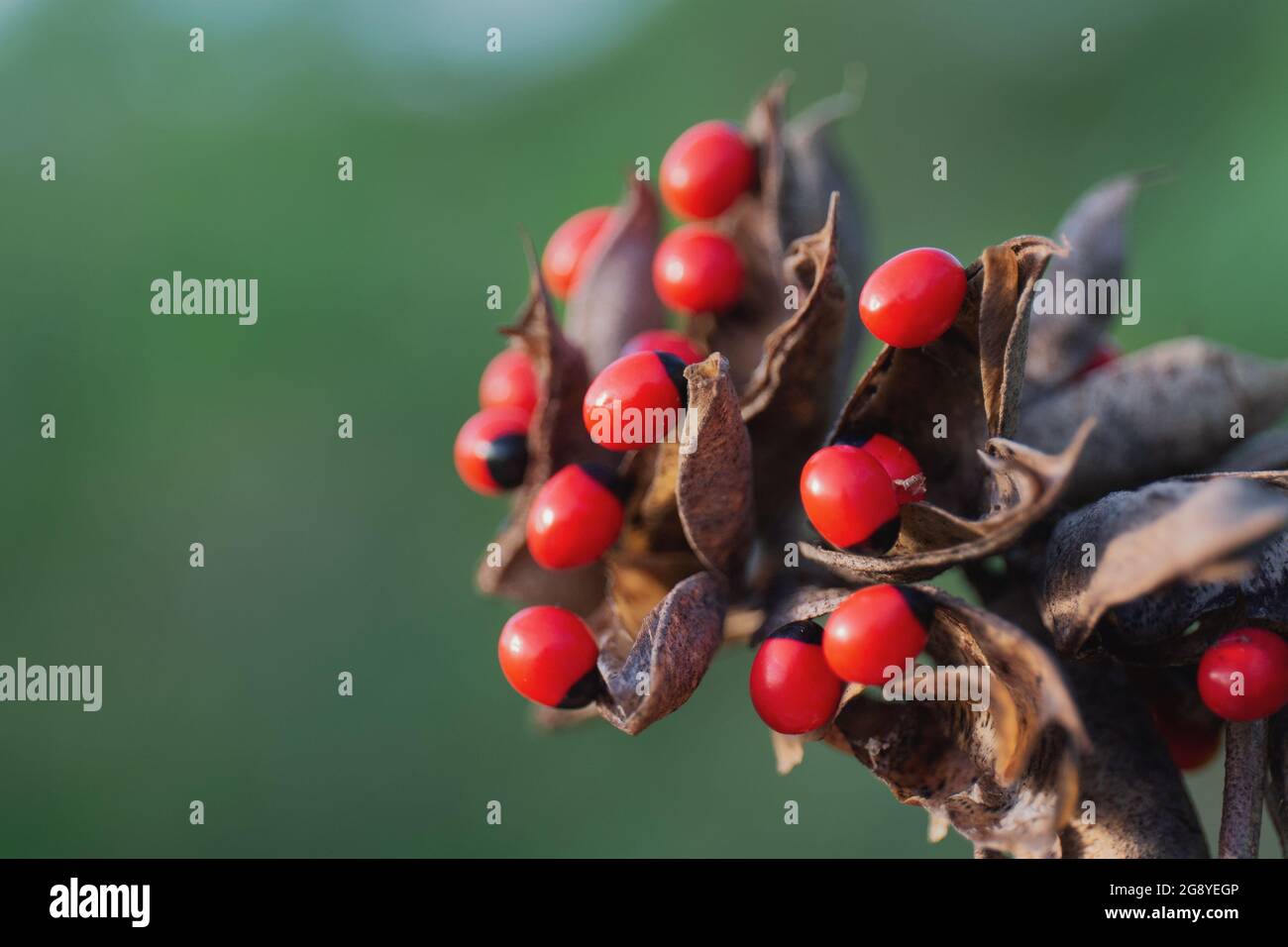 Rosary pea hi-res stock photography and images - Alamy