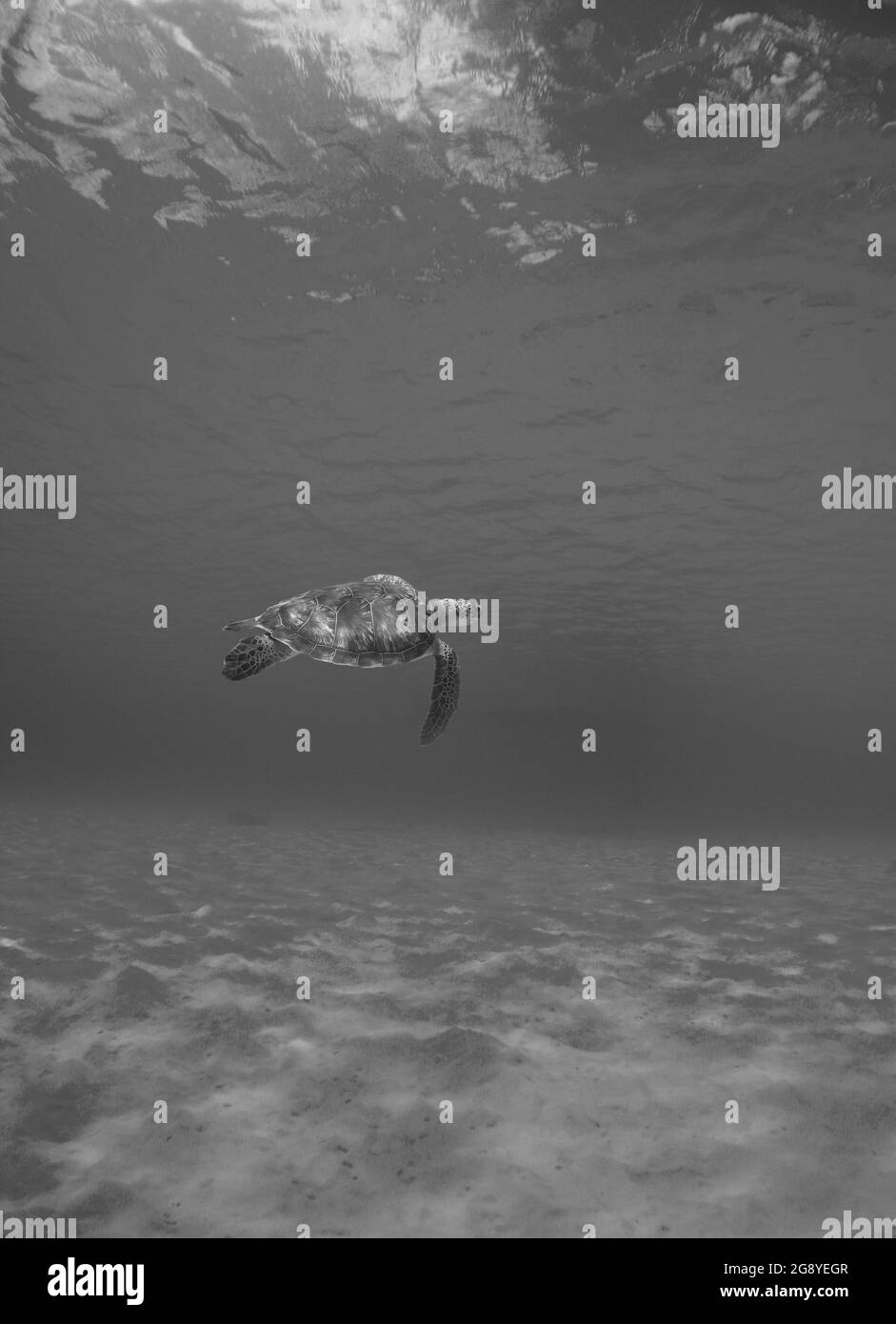 Grayscale of a sea turtle swimming under the sea Stock Photo - Alamy