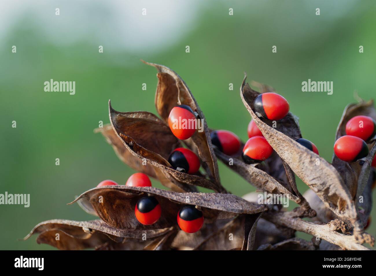Rosary flower hi-res stock photography and images - Alamy