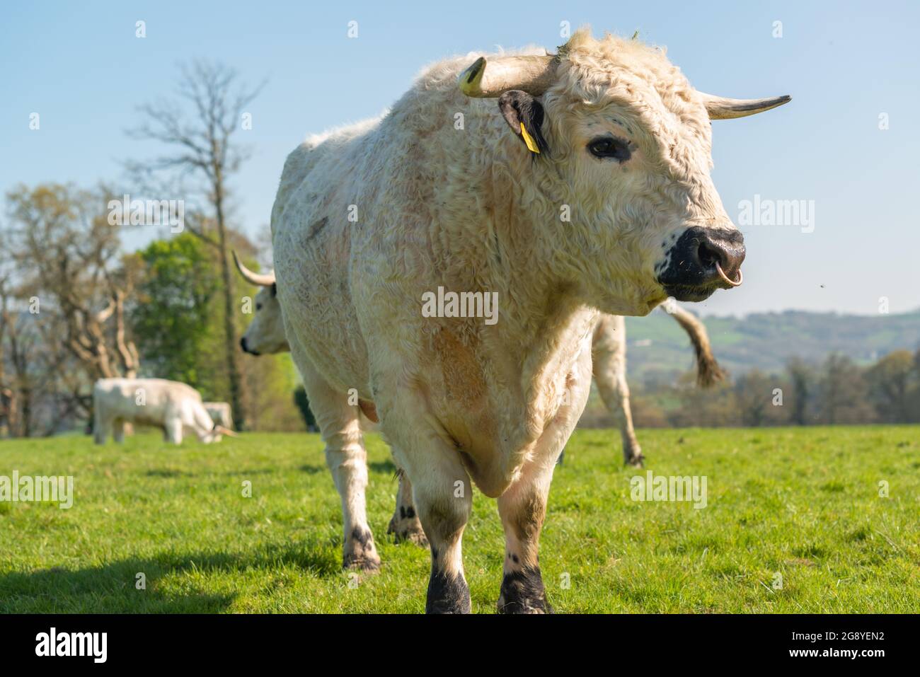 White Park Bull