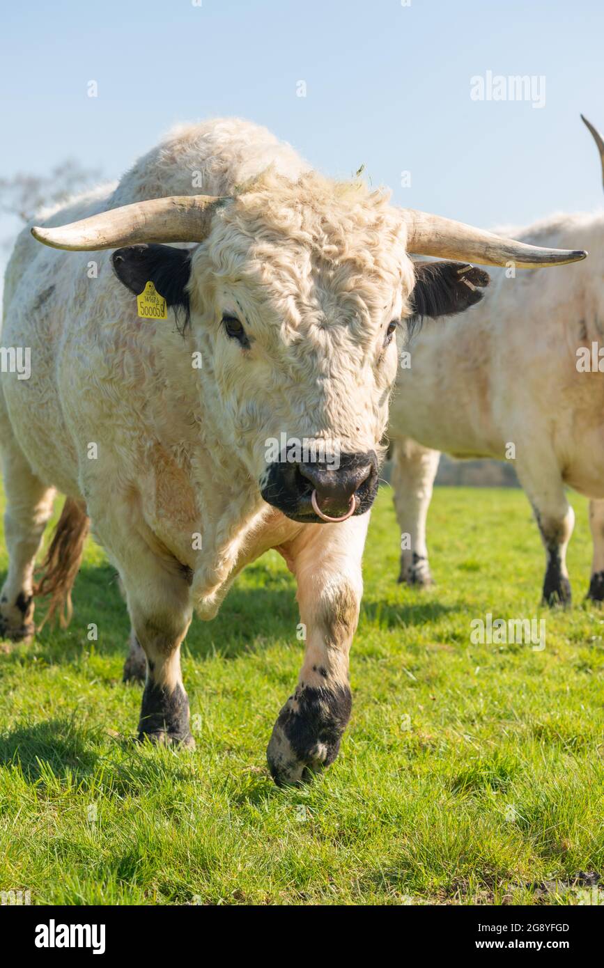 White Park cattle bull Stock Photo - Alamy